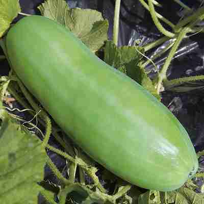 小果が次々に着果する浅漬・奈良漬用種！！ 白瓜種子　 中原採種場　 さぬき白瓜　 20ml（約500粒） 商品の特長 ●果長23程度の小型のシロウリ。果形は円筒状で果揃いが良い。●果皮は淡緑色でツヤがある。●果肉は厚く、肉質は中程度のかたさ...