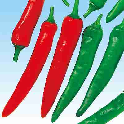 辛味の強い、大型トウガラシ！！ ピーマン・シシトウ・トーガラシ種子　 中原採種場　 大紅とうがらし　 1000粒 商品の特長 0 作型表 ※適期表はその地域の栽培の目安としてご利用ください。