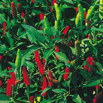 激辛の食用・観賞兼用種！！ ピーマン・シシトウ・トーガラシ種子　 中原採種場　 姫とうがらし　 1000粒 商品の特長 ●南アメリカ原産の小型トウガラシで果実の着果が良好で密につく観賞及び食用兼用の優良種。●辛味は激辛で、東洋種に比較して数...