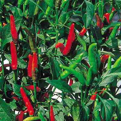 系統?久留米4号（鷹の爪型） ピーマン・シシトウ・トーガラシ種子　 中原採種場　 立八房　 小袋（50粒） 商品の特長 ●鷹の爪×長八房により育成された品種。●草姿は極端な立性で密植栽培に向く。●草勢強く、耐病耐水性（梅雨期）にすぐれている...