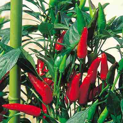 系統?久留米3号（肉太型） ピーマン・シシトウ・トーガラシ種子　 中原採種場　 辛八房　 1000粒 商品の特長 ●黄色種×矮性鷹の爪により育成された品種。●草姿は開張性で草丈は低く、二次分枝の発生はほとんどない。●果実は太く一果の重量は重...