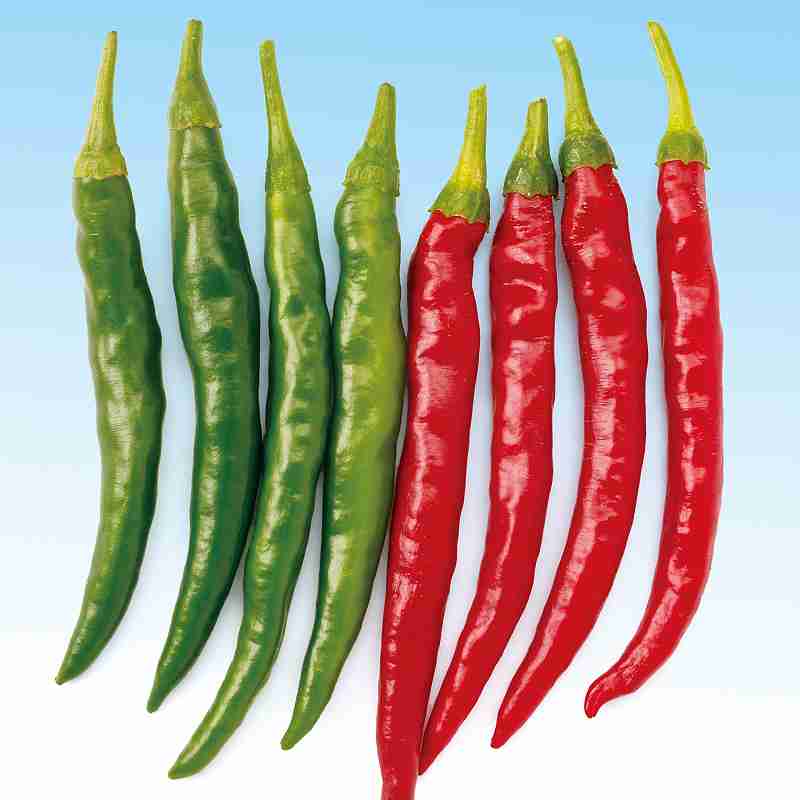 青・赤熟果ともに激辛の大長トウガラシ！！ ピーマン・シシトウ・トーガラシ種子　 中原採種場　 大長とうがらし　 1000粒 商品の特長 ●草勢は旺盛で、きわめてよく繁茂して分枝も多く、作りやすい。●中小葉で草姿は開張性で草丈70?80cmと...