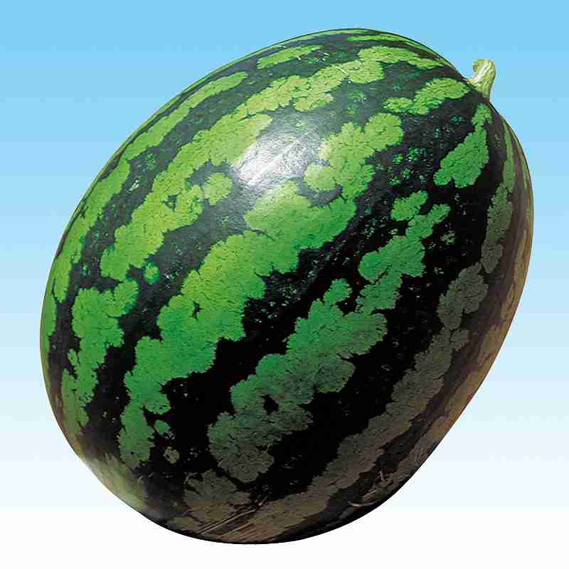 糖度13度、肉質はほど良い硬さでシャリ感抜群！！ 西瓜種子　 中原採種場　 博多山笠　 小袋（10粒） 商品の特長 ●韓国の種苗会社にて育成された、果形、糖度、肉質など全てに差別化のできる優良種。●果は短楕円形の特異な外観で、果実の肥大は良...