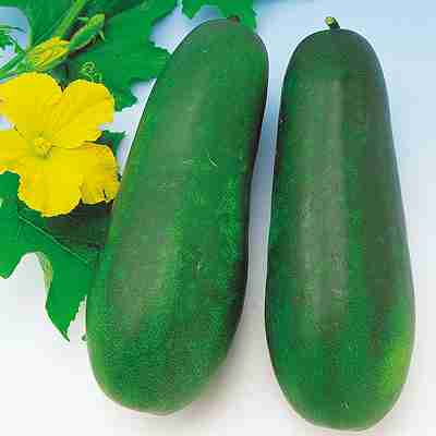 耐暑・耐病性が強く、濃緑色で長円筒形の小果！！ 冬瓜種子　 中原採種場　 沖縄小型冬瓜　 100粒 商品の特長 ●生育旺盛で、耐暑性強く、栽培し易い優良種。●果実は1.5?1.8kgで濃緑色の長円筒形の豊産種で、白粉はつかない。●長期の貯蔵...