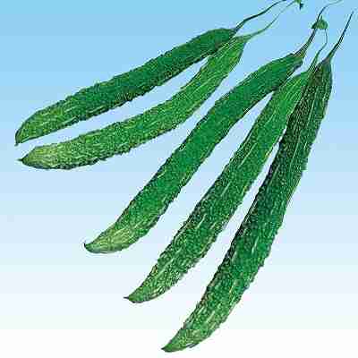 西南暖地の夏場の高級野菜！！ 苦瓜種子　 中原採種場　 さつま大長　 小袋（20粒） 商品の特長 ●苦瓜はレイシとも呼ばれ、若い果実に苦味があり、主として油炒め料理に利用されている。●アジアの熱帯地方原産で、国内でも暑い地域での需要が多く、...