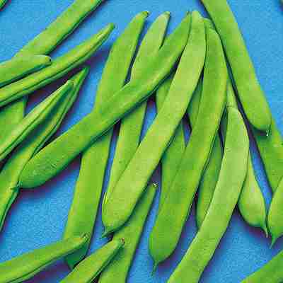 耐病・耐暑性最強、つるあり平莢種！！ インゲン 豆類種子　 中原採種場　 改良アメリカ　 小袋（35ml） 商品の特長 ●従来のアメリカ菜豆に比べ莢が柔かく、幾分広巾になっている。●莢は淡緑色で長さ15cm位の極めて優美な形で、肉質は軟らか...