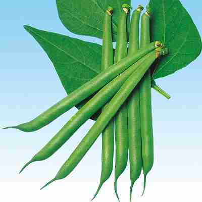 品質良く濃緑色の丸莢つるあり種！！ インゲン 豆類種子　 中原採種場　 ロングラン　 小袋（35ml） 商品の特長 ●つるあり・すじなしの丸莢種。●生育はやゝおとなしく特に促成栽培においては着莢も安定し、花数も多い。●生育日数55日位の早生...