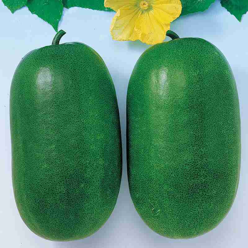 濃緑色で楕円形の中果、着果性抜群のF1極早生とうがん！！ 冬瓜種子　 中原採種場　 近成とうがん　 500粒 商品の特長 ●生育旺盛で、特に耐暑・耐病性が強く、作り易い極早生種。●葉の大きさは中葉の濃緑葉で切れ込みがあり、全体に安定した草勢...