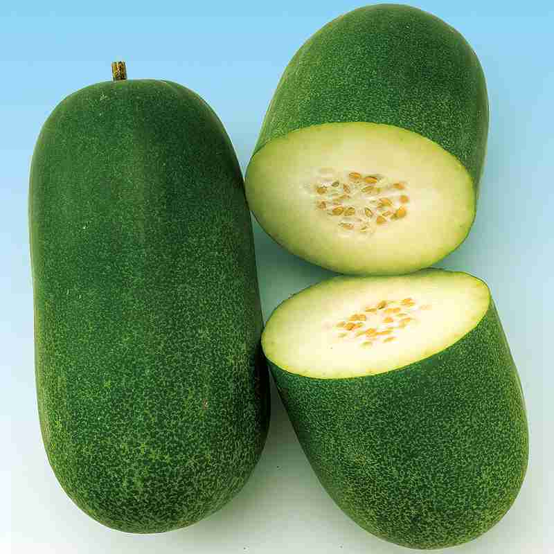 濃緑色で長楕円形の中果、着果性抜群のF1早生とうがん！！ 冬瓜種子　 中原採種場　 強力とうがん　 100粒 商品の特長 ●生育旺盛で、特に耐暑・耐病性が強く、作り易い早生種。●葉の大きさは中大葉の濃緑葉で切れ込みがあり、草勢はやや強いが着...