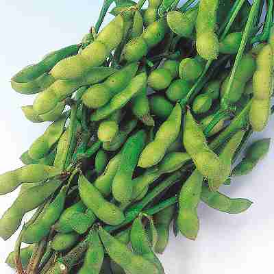 茶毛の早生種・3粒莢80％以上！！ 豆類種子　 中原採種場　 北海早生　 小袋（35ml） 商品の特長 ●白鳥の改良を目標に育成した品種で、「白鳥」と比較して、莢付多く3粒入りが多い。●莢の緑がずば抜けて濃緑色となり、市場性は抜群である。●...