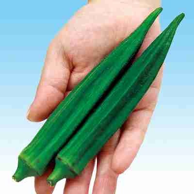 大きくなってもやわらかで濃緑色、大長五角オクラ!! オクラ種子　 中原採種場　 ロングスター　 20ml（約220粒） 商品の特長 ●柔らかで濃緑色の大長五角オクラ。●出荷規格Lサイズ（10〜12cm）に良く揃い、調整作業は容易である。●曲...