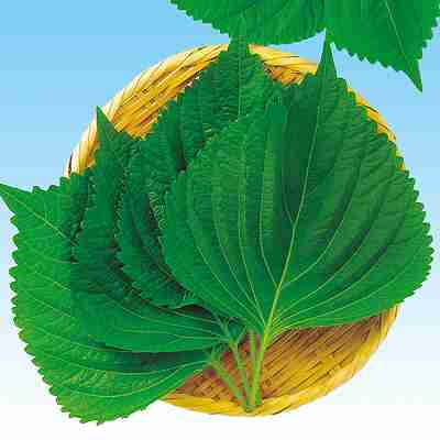 栄養いっぱい、特有の香りの健康やさい！！ えごま種子　 中原採種場　 えごま　 1L （白種） 商品の特長 ●原産地インド又は東部アジアのシソ科の1年生植物で、形態はシソに類似し、草丈80cmぐらい、分枝性に富み、草姿は半球状に茂る。●葉は...