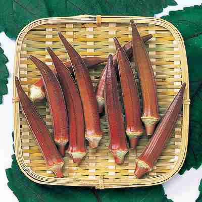 料理をカラフルにする、赤オクラ！！ オクラ種子　 中原採種場　 べにいろ　 小袋（50粒） 商品の特長 ●莢の色が紫紅色をした赤オクラ、生食用として彩りがよい。●紫紅色の莢は、熱を加えると緑色に変化する。●莢長は7?8cm程度、イボの発生が...