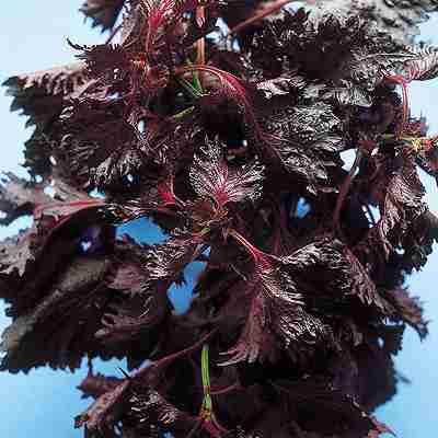 葉は両面赤で縮みは最高！！ しそ種子　 中原採種場　 赤縮緬しそ　 2dl 商品の特長 ●日本料理を引き立てる代表的な香辛野菜で、葉は表裏ともに濃赤紫色で縮みが多く、やわらかい。●強勢で土質を選ばず、耐暑性が強くて作りやすい。●草丈は70c...