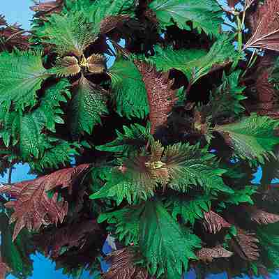 芳香強い厚肉のうらしそ！！ しそ種子　 中原採種場　 芳香うらしそ　 1L 商品の特長 ●草勢強健、耐病性強く生育も良く、草丈70cmにも伸びる多収穫性の栽培容易な香辛野菜。●葉は表が緑色、裏が赤紫色で、縮みが多く光沢もあり柔らかい。●色素...