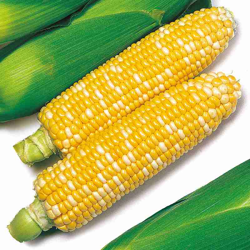 早出しができる、大型バイカラーコーン！！ バンタム種子　 中原採種場　 早生バーベキュー　 小袋（30ml） 商品の特長 ●熟期80日の早生種で、ハウス、トンネル、マルチ栽培での早出し用に最適である。●早生種としては、先端不稔の発生が極めて...