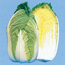 年内〜2月どりで根こぶ病に強い黄芯系中晩生種 白菜種子　 野崎採種場　 輝黄　 小袋 商品の特長 ●年内〜2月どりで根こぶ病に強い黄芯系中晩生種。 ●耐寒性に優れており、結束しやすい外葉が特長。 ●草姿はやや立性で、外葉は大きく長いため、結...