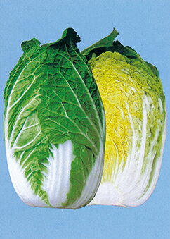 早春どりで肥大性抜群な黄芯系極早生品種 白菜種子　 野崎採種場　 栄春　 10ml 商品の特長 ●早春どりで肥大性抜群な黄芯系極早生品種。 ●晩抽性が安定し、根こぶ病に強く栽培容易。 ●春まき栽培で、定植後55〜60日で収穫できる。極早生種...