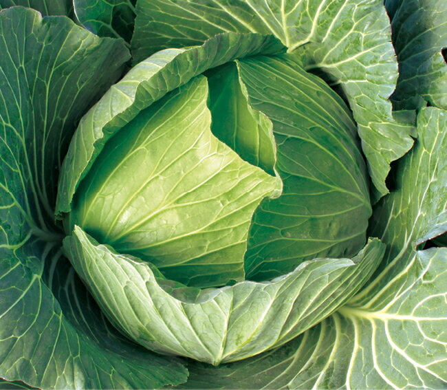 耐寒性に優れた1月中旬〜2月どりの寒玉品種 キャベツ種子　 野崎採種場　 冬銀河　 コート粒子2500粒 商品の特長 ●耐寒性に優れた1月中旬〜2月どりの寒玉品種。 ●肥大力抜群で収穫作業性が優れるため、加工・業務用に向く。 ●草勢は強く、...