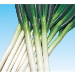 【収穫時期】秋・冬【ご購入の皆様へ】 こちらの商品は、メーカー在庫の商品となります。 商品の発送は、通常、在庫がある場合、2〜3営業内での発送となります。 ご注文後にメーカーへ在庫確認・発注をいたします。 その為、納品までにお時間がかかる場...