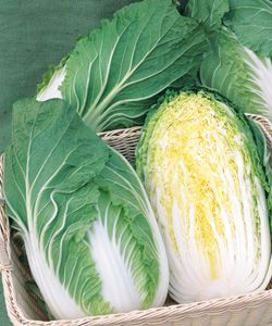 　　　　　　【白菜種子】　きらぼし65　ペレット5000粒　黄芯秋冬どり白菜　（タキイ種苗） 幅広い根こぶ病に耐病性！春まきも可能な晩抽早生種！ 【主なご購入者】専門家・農家向け商品 【栽培のしやすさ】★★★（上級者向け) 【種まき時期】 ...