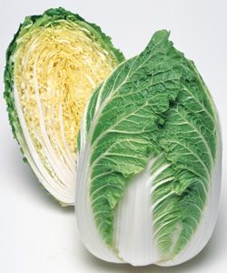 　　　　　　【白菜種子】きらぼし90　小袋(0.9ml)　(タキイ種苗)　　 幅広い根こぶ病に耐病性！耐寒・晩抽性にすぐれる冬どり中晩生種！ 【主なご購入者】家庭菜園向け商品 【栽培のしやすさ】★★★（上級者向け) 【種まき時期】 8−9月...