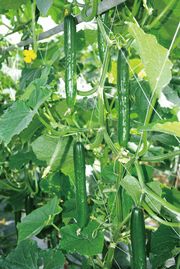 作型：普通抑制露地 強い耐病性を持ち、草勢維持し易く、最後まで安定多収となる&nbsp;プロ用・専門家向け商品 【作型】普通〜抑制露地栽培 【播種期】4月上旬〜8月中旬まき 強い耐病性を持ち、草勢維持し易く、最後まで安定多収となる 【キュウ...