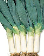 　　　　　　【一本ネギ種子】雷帝下仁田　ネギ　20ml袋　（サカタのタネ）　　 &nbsp; 下仁田ネギから選抜した優良品種 【主なご購入者】家庭菜園向け商品 &nbsp; &nbsp; &nbsp; &nbsp; &nbsp; &nbsp...