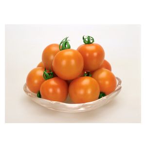 鮮やかなオレンジ色中玉トマト &nbsp;【中玉トマト】オレンジオーレ　（カネコ種苗） 特長&nbsp; &nbsp; 　平均一果重35〜40g程度のオレンジ色の中玉トマトです。 　草勢はやや強く、スタミナがあります。 　糖・酸のバランスが...