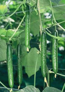 【作型】促成、半促成、雨よけ、ハウス抑制【播種期】9月上旬〜8月下旬まき 暑さに強く、芯焼け・葉焼け少なく、持久力があり摘芯栽培にピッタリ！&nbsp;プロ用・専門家向け商品 【作型】促成、半促成、雨よけ、ハウス抑制 【播種期】9月上旬〜8...