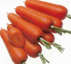 　&nbsp;プロ用・専門家向け商品 れいめい五寸　コート1万粒　【横浜植木】 春夏播き兼用品種。病気に強く、生産安定性が抜群！ 春夏播き兼用品種。病気に強く、生産安定性が抜群！ 【主なご購入者】 プロ用・専門家向け商品 【種まき時期】 1...