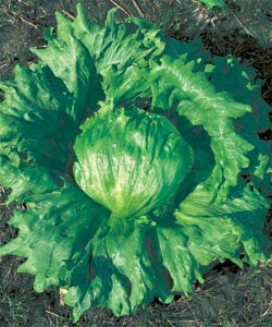 　【ご購入の皆様へ】 こちらの商品は、メーカー在庫の商品となります。 商品の発送は、通常、在庫がある場合、2〜3営業内での発送となります。 ご注文後にメーカーへ在庫確認・発注をいたします。 その為、納品までにお時間がかかる場合や商品品切れと...