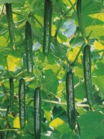 作型：トンネル/雨よけ/前進抑制露地 ウドンコ病耐病性、初期収量性に優れる&nbsp;プロ用・専門家向け商品 【作型】トンネル・雨よけ、前進〜抑制露地栽培 【播種期】3月上旬〜8月中旬まき &nbsp;ウドンコ病耐病性。初期より多収、品質良...