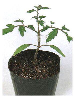 新病害萎凋病レース3に抵抗性を持つ複合抵抗性台木用トマト全作型適応！安心の萎凋病レース3抵抗性、青枯病、褐色根腐病に強度の耐病性がある万能型台木。発病圃場はもとより、未発病圃場にも予防としてご利用ください。※こちらはトマト苗の接木に使用する...