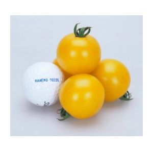 鮮やかなレモンイエロー　香りの良い中玉トマト &nbsp;【中玉トマト】イエローオーレ　（カネコ種苗） 特長&nbsp; &nbsp; 　鮮やかなレモンイエローに着色する中玉トマトです。 　平均1果重40g程度、球形で果形は極めて安定してい...