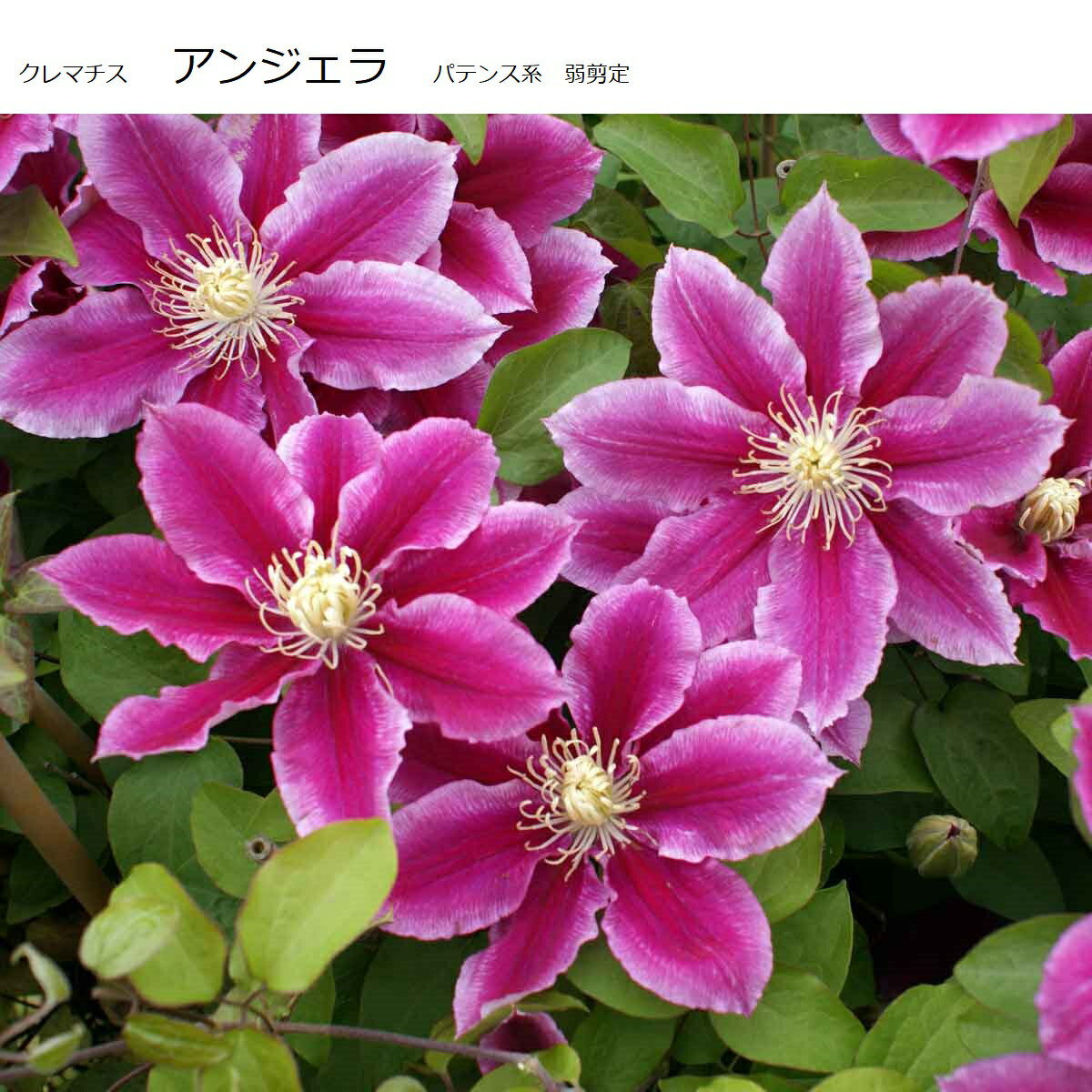 ♛° きれいなピンク色のクレマチス♡ 癒しの造花アレンジメント ♛° きれいなピンク色のクレマチス♡ 癒しの造花アレンジメント