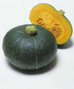 商品特徴 つるなしタイプの省力種！！●草姿が一般的な品種とまったく異なり、親づる1本で側枝がほとんどなく、株元の節間が短い。●雌花が連続して咲き、安定した着果で株元の果実も変形が少ない。●果重1.7〜1.9kg程度。外観は甲高扁円球で濃緑地...