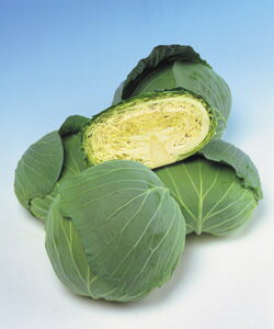 耐病・耐暑性に優れる夏秋どり早生種！！ ●耐病性と栽培適応性にすぐれる　萎黄病に抵抗性で黒腐病にも強い耐病性をもつ。耐暑性と早生性にすぐれ、中間地の10〜11月どりと春まきの初夏どりなど、栽培適応性の幅が広い。●外葉はコンパクト、濃緑色で玉...