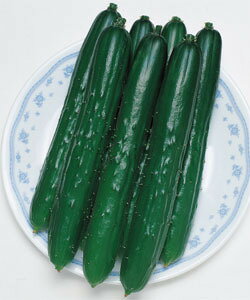 商品特徴●べと病・うどんこ病に強く、耐暑性にすぐれる夏秋キュウリ。草勢が強く側枝の発生がよい。●平均果長は21cmで果色は濃緑。●主枝雌花率は4〜5月播種で40〜50％。房咲きで成り戻り性をもち多収 商品詳細 ■種苗会社：タキイ種苗 ■数量...