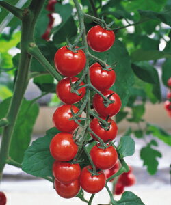 商品特徴●葉かび病（Cf9）・斑点病耐病性　現在、国内で発生している葉かび病のレースに安定した耐病性（Cf9）を示すほか、斑点病にも中程度の耐病性を示す。そのほか、タバコモザイクウイルスTm-2a型、萎凋病、サツマイモネコブ線虫に複合耐病虫...