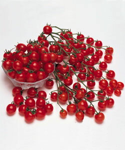 商品特徴 病気に強い大粒ミニ！！ ●果重15g程度の球形で果ぞろいのよいミニトマト。●低段から安定して糖度が高く食味良好。●果色は鮮明な赤色。●花房は花数が多く収量性にすぐれる。●極早生で、上段への着色も早く進む。●吸肥力と草勢は中程度で栽...