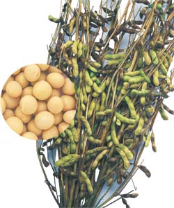 味噌豆や煮豆に最適！大粒の秋ダイズ！ ●作りやすいダイズとして有名な品種。●種皮の色は美しいクリーム色で、品質が特によい。●青いうちはエダマメとしておいしく、熟してはダイズとして、味噌豆や煮豆に好適する ■種苗会社：タキイ種苗 ■数量：1L...
