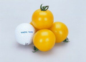 商品特徴平均1果重は40g位の鮮やかなレモンイエローの中玉トマトです。1花房当たり8〜12果位で、着果性は極めて安定です。草勢はやや強く、スタミナがあり栽培は容易です。直売所や家庭菜園向け品種としても好適です。接木栽培をする時はTm-1型の...