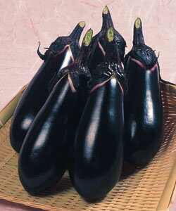 ●トンネル、夏秋どり用を中心に、広範囲な作型で最も定評のある代表的な長卵形品種。●果色は濃黒紫色でツヤが特によく、果ぞろい満点で、秀品率が非常に高い。●果皮はやわらかくて品質がよく、市場性最高。●石ナスや夏ボケ果の発生は特に少ない。●節間は...