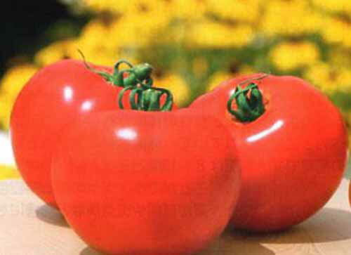 ◇商品説明 ●病気に強い「桃太郎8」並の青枯病（B）耐病性をもち、根腐萎ちょう病（J3）、葉かび病（Cf4）にも強い完熟出荷用品種。そのほか、トマトモザイクウイルスTm-2a型、萎凋病レース1（F1）とレース2（F2）、半身萎凋病（V）、斑...