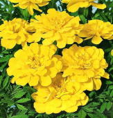 丈夫で育てやすく草丈も低い、夏花壇に最適な花です。 種苗会社 株式会社トーホク &nbsp;花の色 黄色 &nbsp;草丈 30〜40cm 発芽適温&nbsp; 15〜20℃&nbsp; 土かけの厚さ 5mm位 &nbsp;内容量 4ml ...