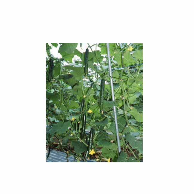 商品の特徴 主枝着果率は30〜40％位と露地キュウリとして強い着果性を示します。 側枝の雌花の連続性は強く、ほぼ1、2節とも連続して着きます。 側枝の発生は良く、後半になっても枝の動きは良いです。 葉は小さくて角形をしています。 適期収穫で...