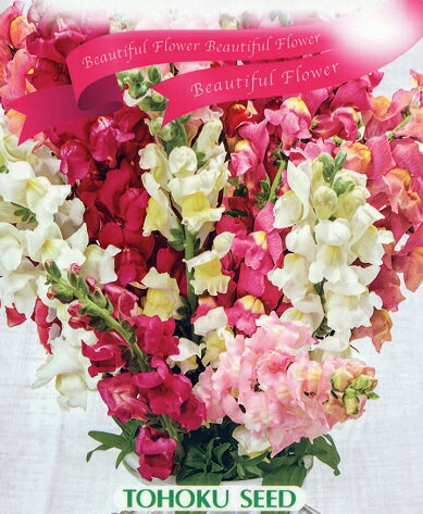 金魚が優雅に泳いでいるように見えることから名付けられました。 種苗会社 株式会社トーホク &nbsp;花の色 赤・桃・黄色などの混色 &nbsp;草丈 40〜60cm 発芽適温&nbsp; 15〜20℃&nbsp; 土かけの厚さ 土かけしな...