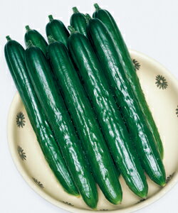 ●ZYMVに強いウイルス病（特にZYMV）・べと病・うどんこ病・褐斑病に耐病性で、つるもちがよく減農薬栽培が可能。●側枝が安定して発生草勢は強く安定。草姿は小葉で立性、中短節間の側枝が栽培後半まで安定して発生し管理作業が容易。●秀品率が高い...