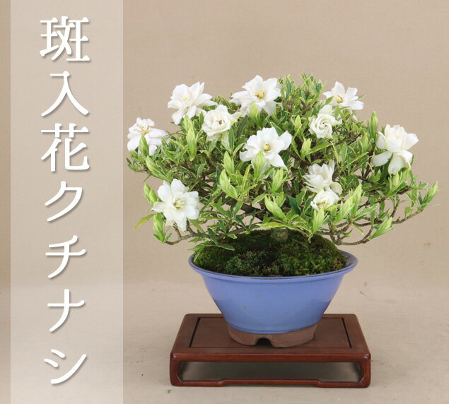 楽天市場】クチナシ 盆栽(花・観葉植物|花・ガーデン・DIY)の通販 楽天市場】クチナシ 盆栽(花・観葉植物|花・ガーデン・DIY)の通販